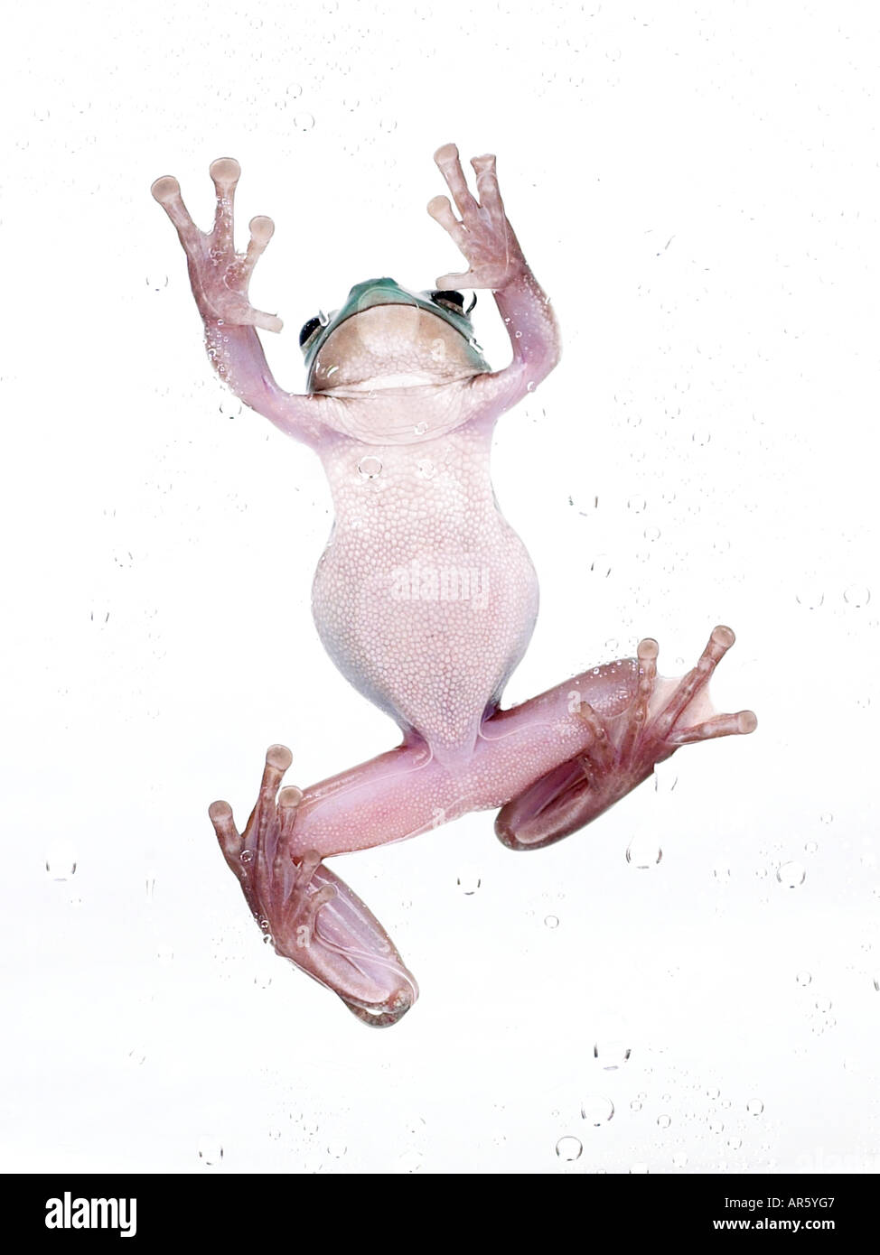 Underneath Cut Out Stock Images & Pictures - Alamy