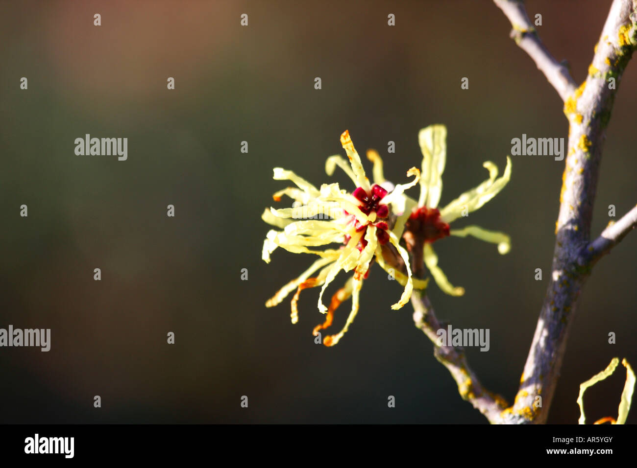 Hazel Garden Stock Photos & Hazel Garden Stock Images - Alamy