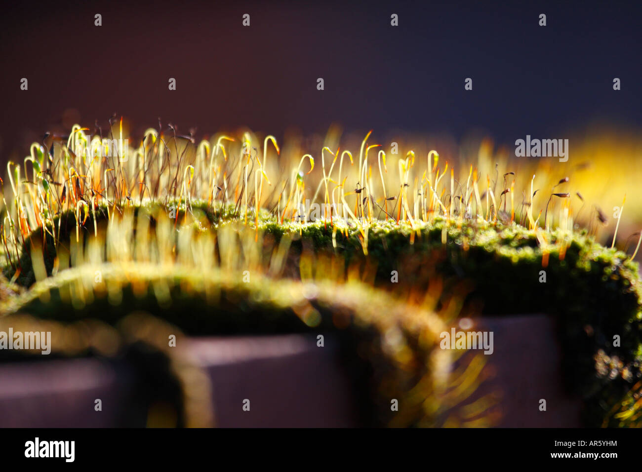 Mosses on wall backlit by the sun Stock Photo - Alamy