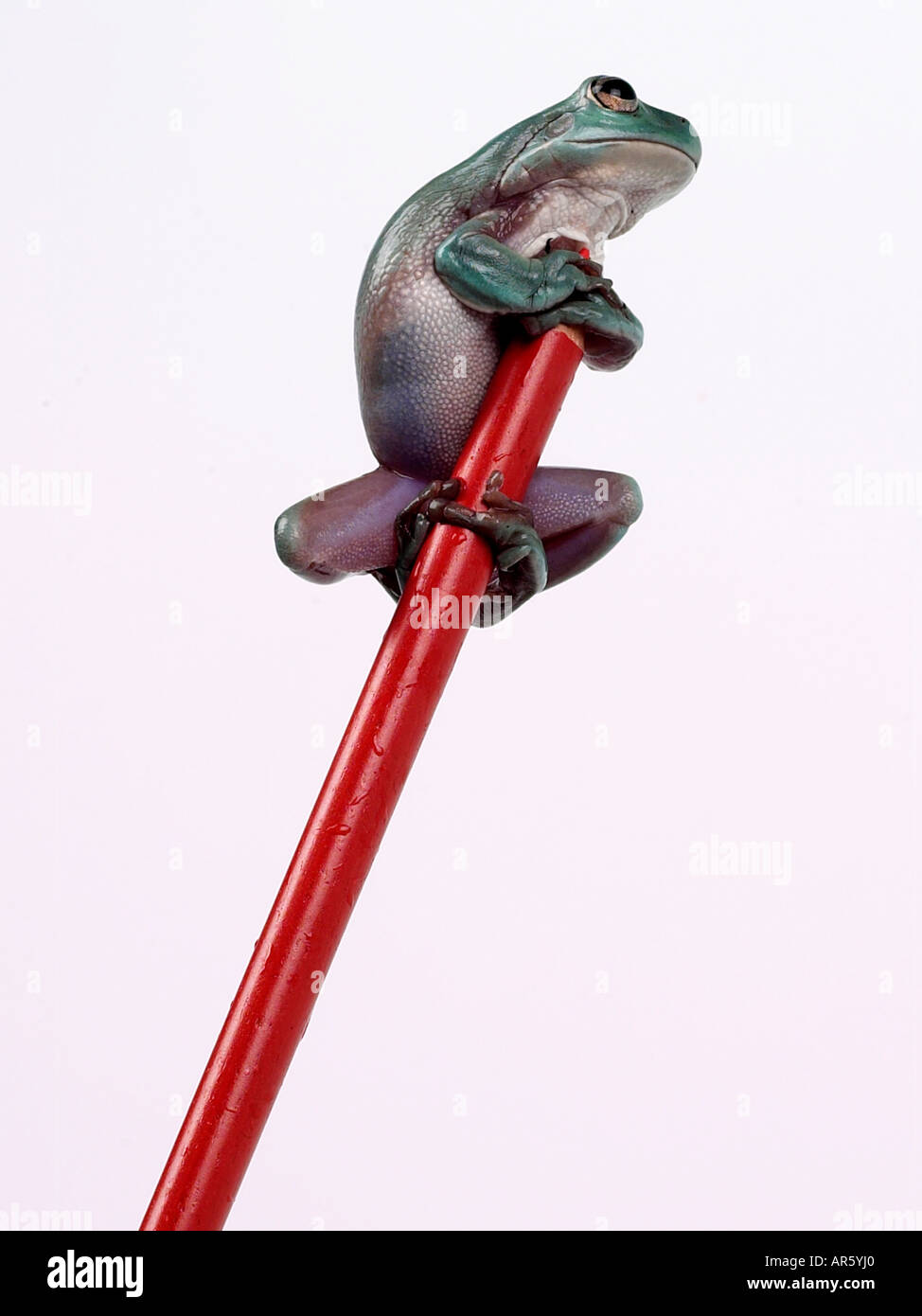 Frog pencil hi-res stock photography and images - Alamy