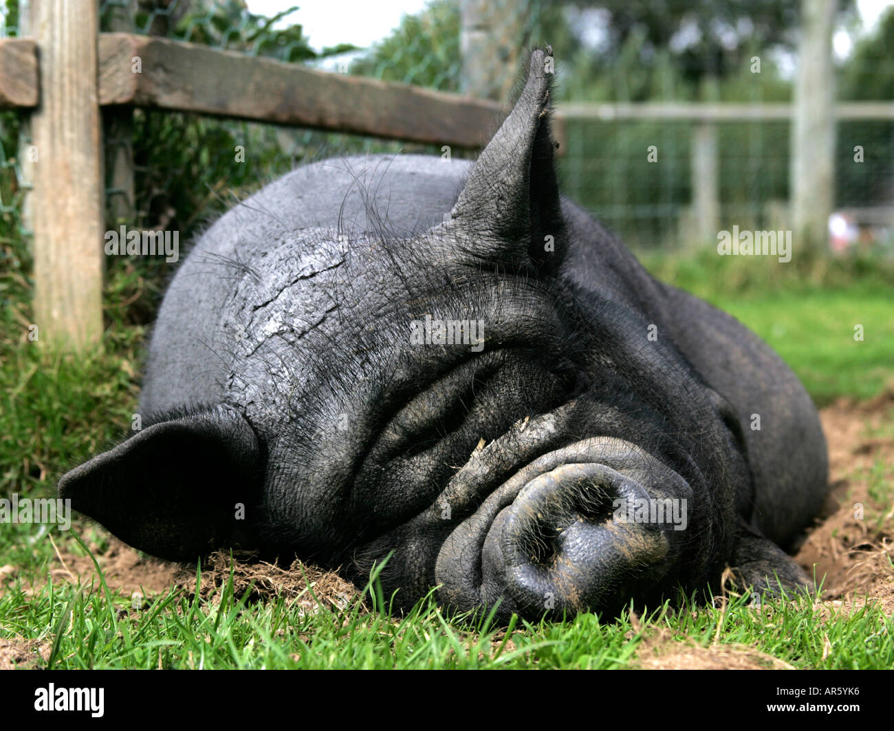 Pot bellied hi-res stock photography and images - Alamy