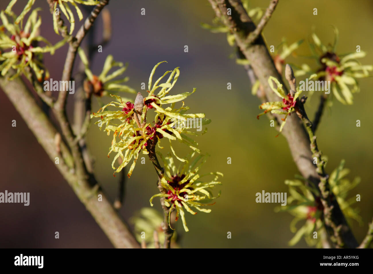 Hazel flowering hi-res stock photography and images - Alamy