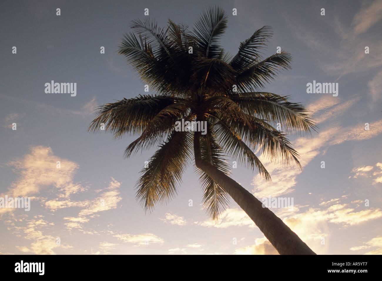 Coconut Tree at Sunset, The Westin Denarau Island Resort and Spa, near ...
