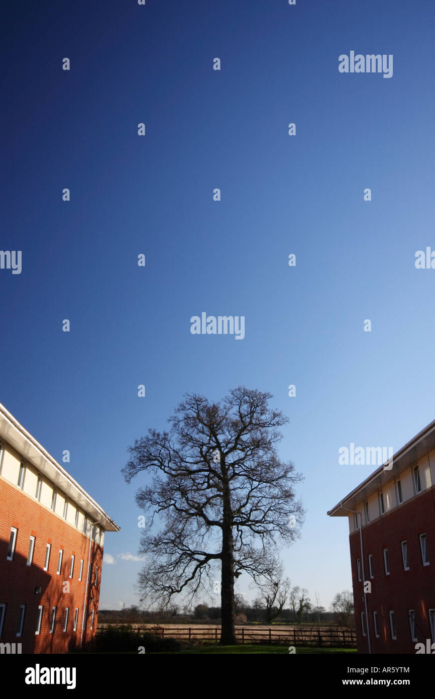 Tree between Two Buildings Stock Photo - Alamy