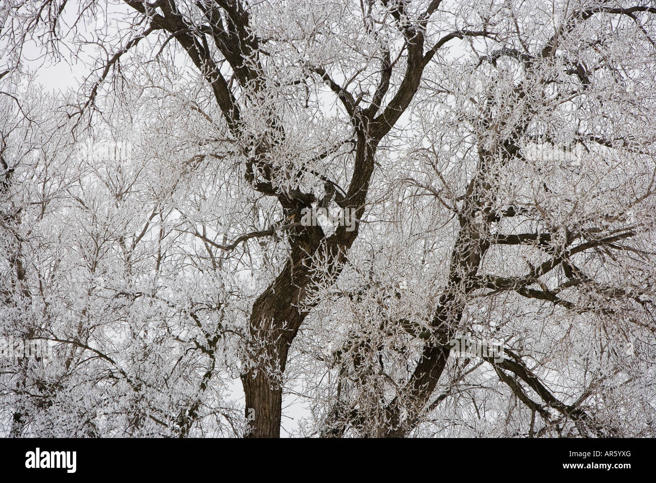 Ice covers a tree and it's branches after an ice storm Stock Photo - Alamy
