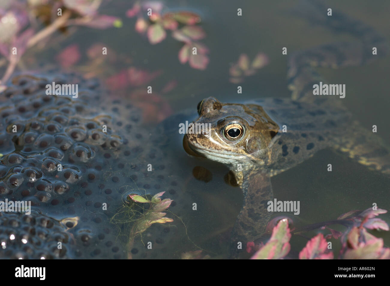 Common Frog Rana temporaria with frogspawn in a garden pond Stock Photo - Alamy