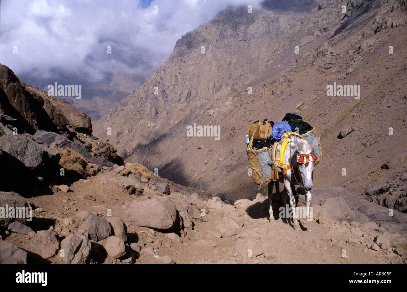 Pack mule climbing Mount Toubkal Atlas Mountains Morrocco Stock Photo ...