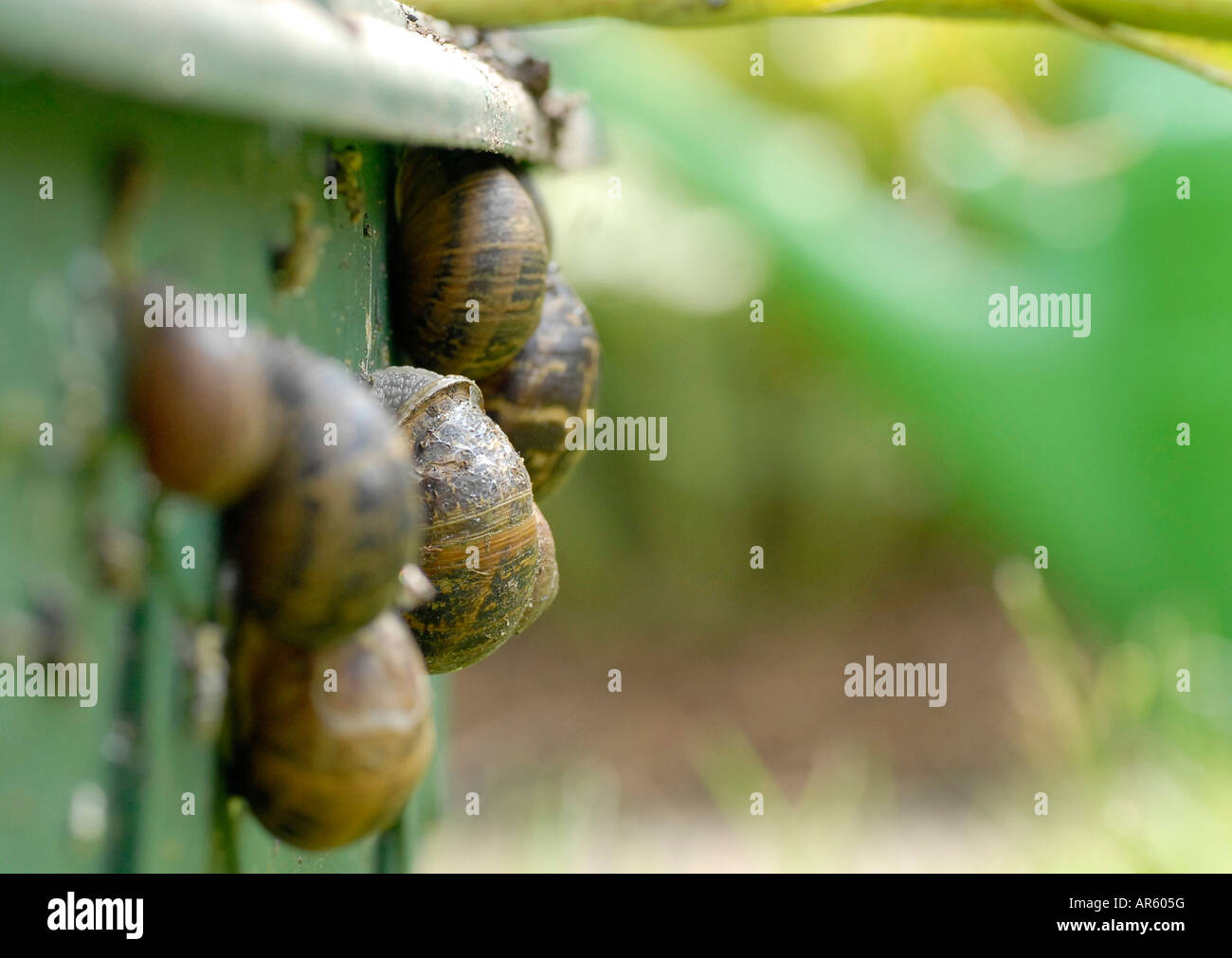 A collection of snails hiding under the lip of a green plant trough ...
