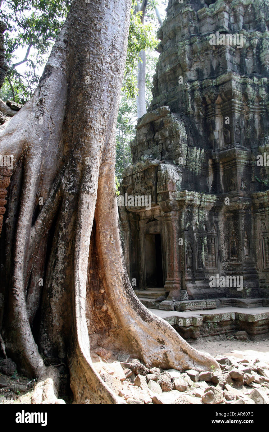 Tree roots and temple, Ta Prohm, Angkor, Cambodia Stock Photo - Alamy