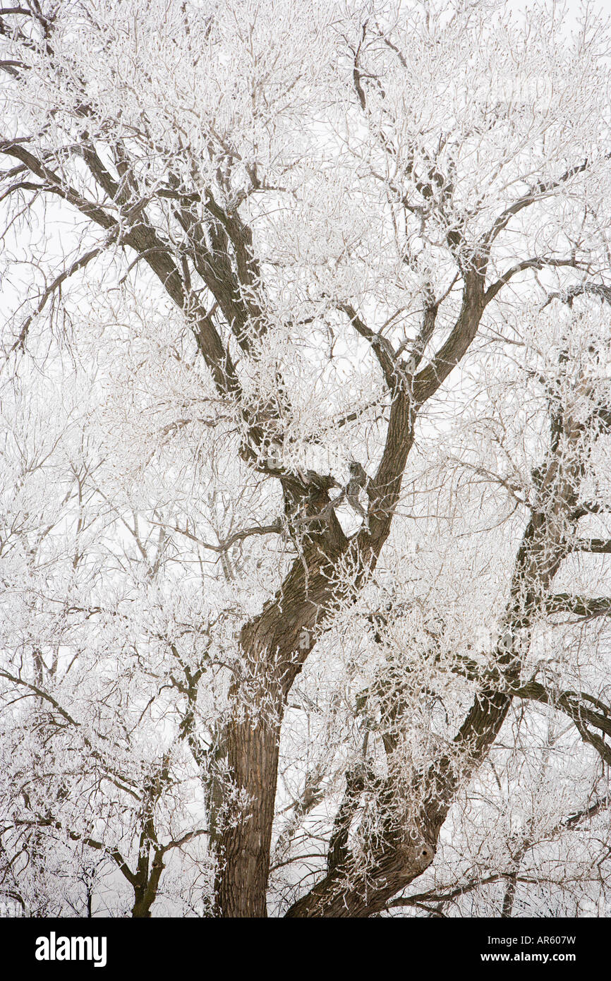 ice covers a tree and it's branches after an ice storm Stock Photo - Alamy