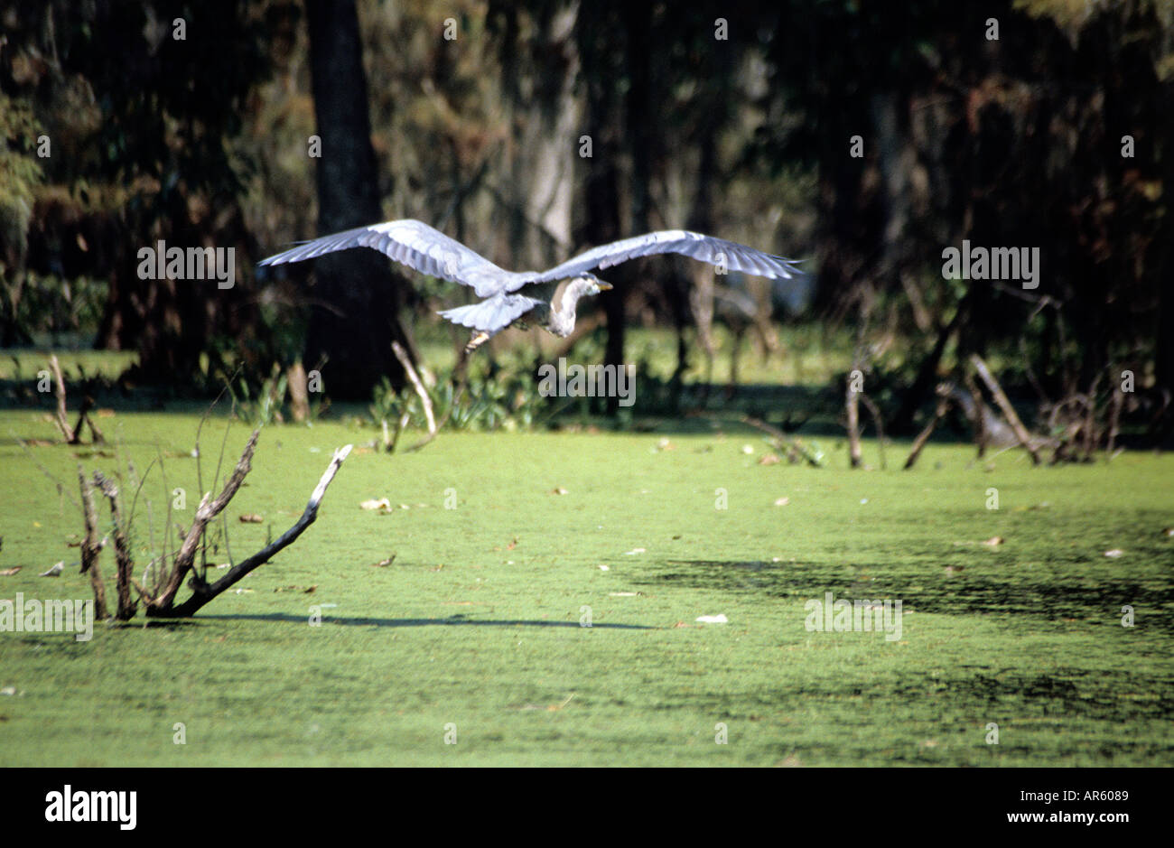 Heron flying above swamp in Louisiana USA Stock Photo - Alamy