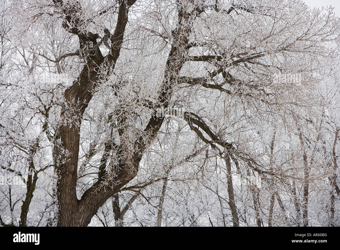 ice covers a tree and it's branches after an ice storm Stock Photo - Alamy