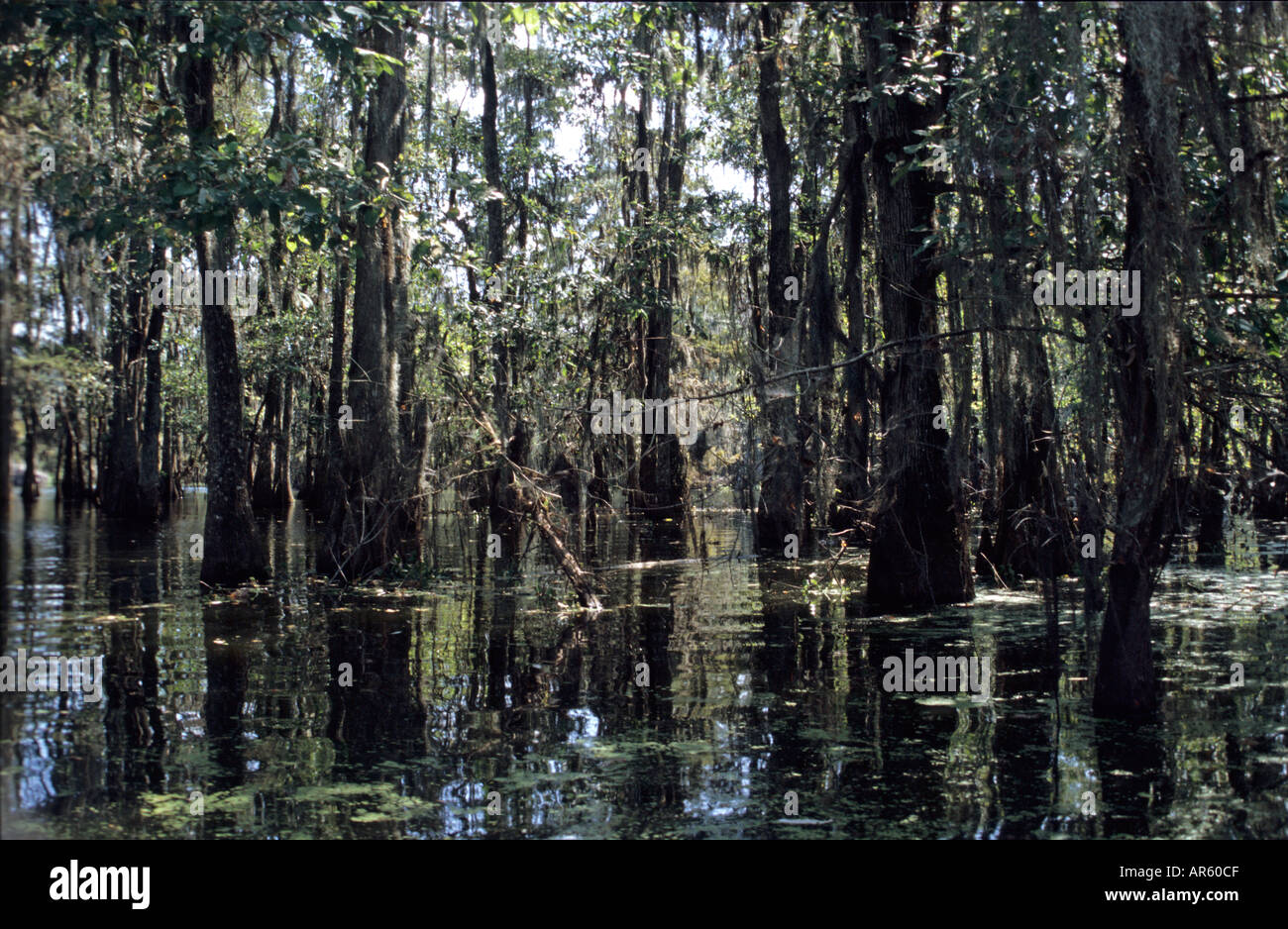 Loisiana swamp USA Stock Photo - Alamy
