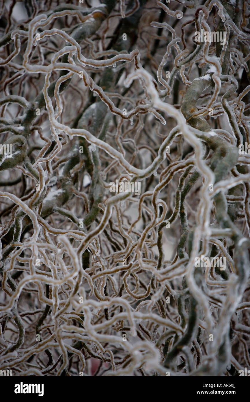 Ice on branches of a tree after an ice storm Stock Photo - Alamy