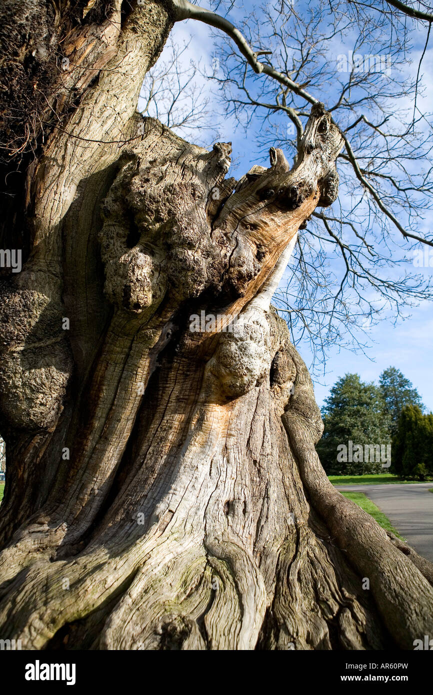 A very old twisted english oak tree Stock Photo - Alamy