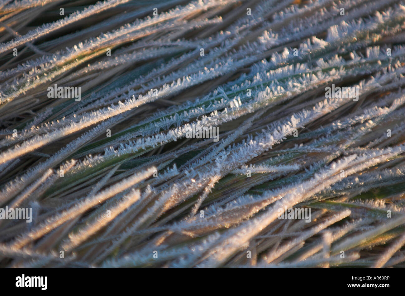Frost covered grass Stock Photo - Alamy