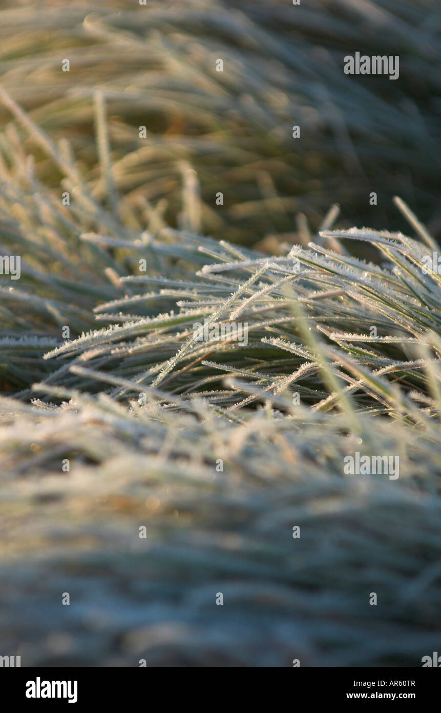 Frost covered grass Stock Photo - Alamy