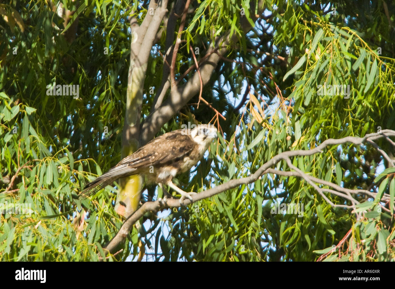 Brown Falcon Falco berigora Stock Photo - Alamy