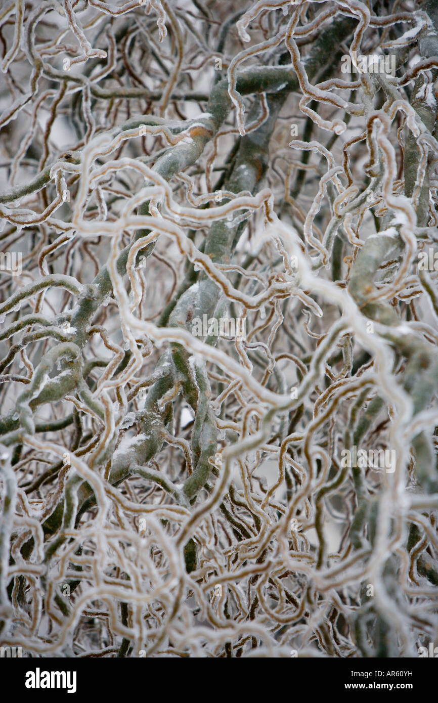 Ice on branches of a tree after an ice storm Stock Photo - Alamy
