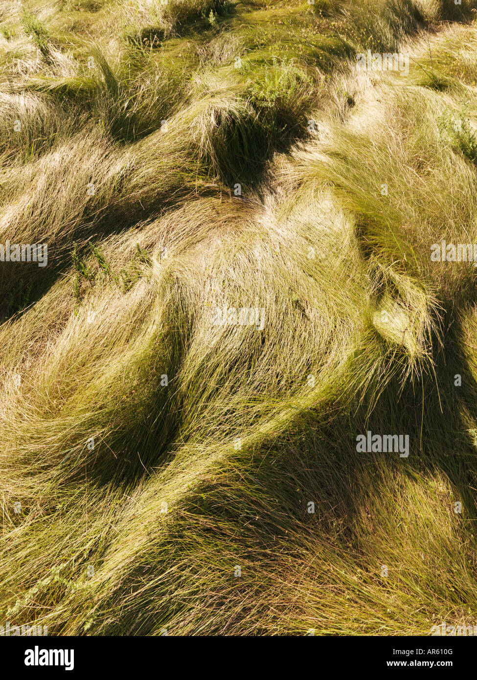 Wavy grass texture Stock Photo - Alamy