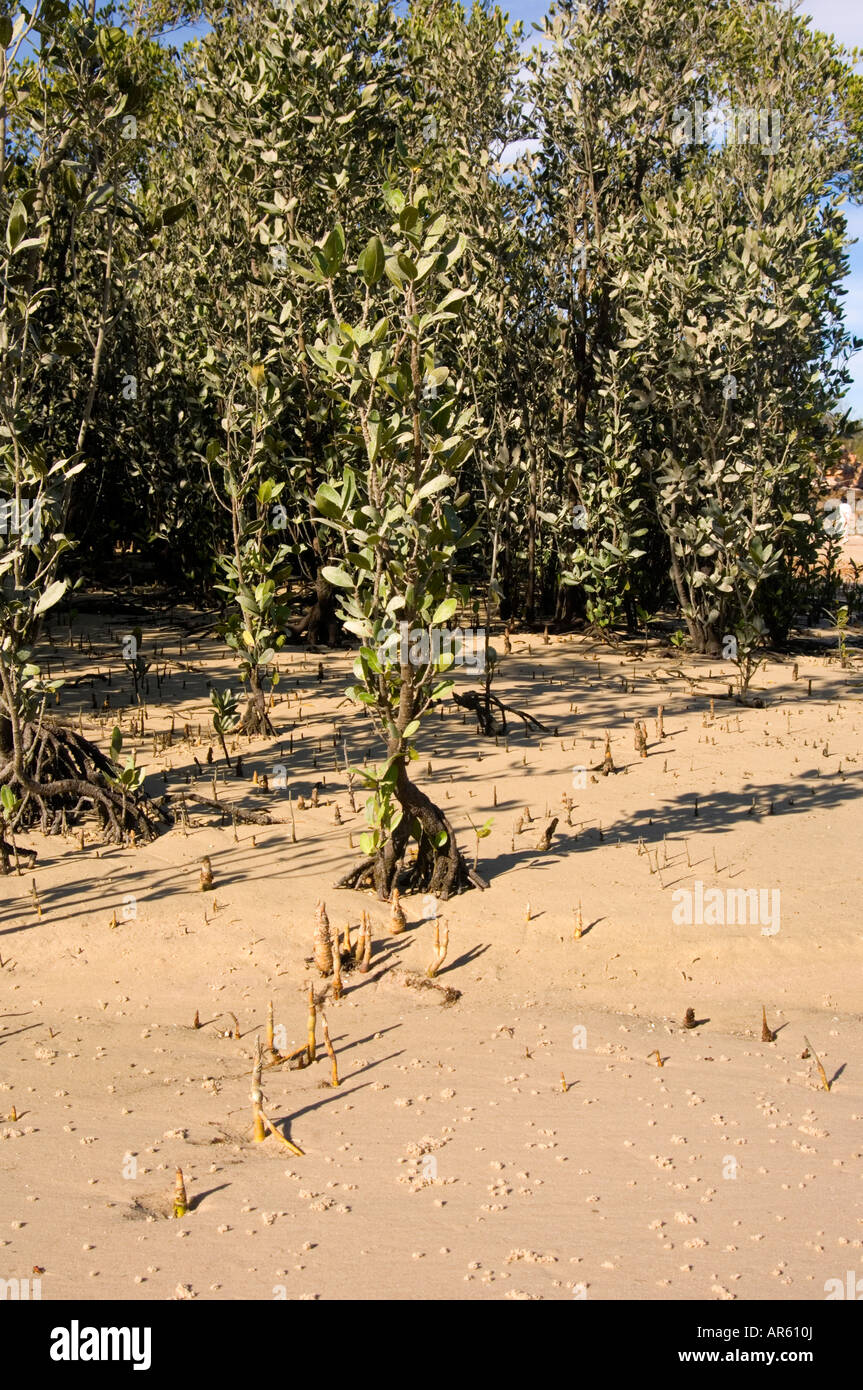 Air breathing roots and glossy leaves of mangroves on the Kimberley ...