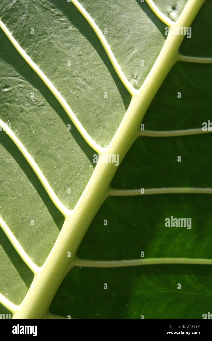 Plant with veins hi-res stock photography and images - Alamy