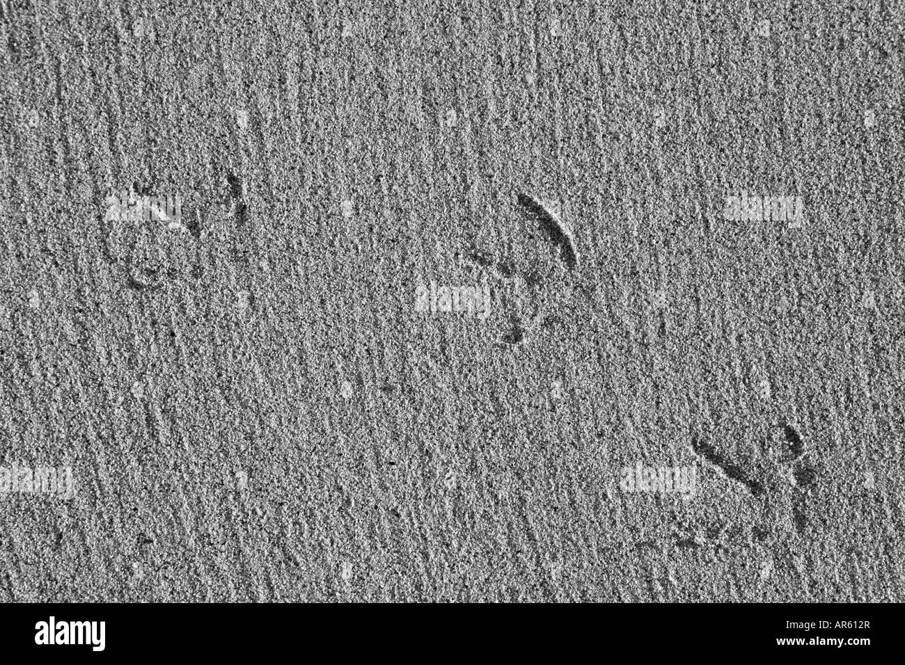 footprints of sea gull in the sand Stock Photo - Alamy