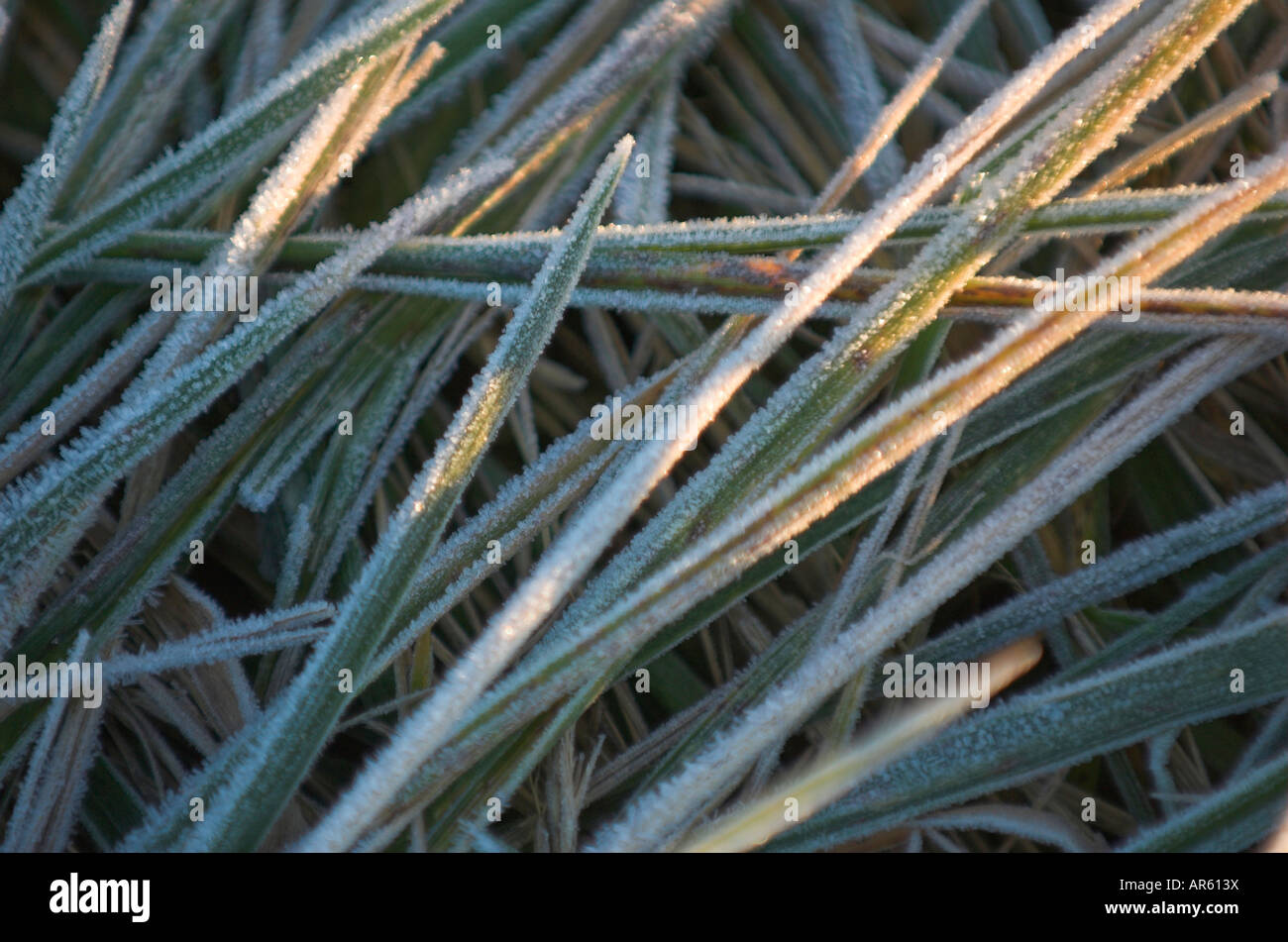 Frost covered grass Stock Photo - Alamy