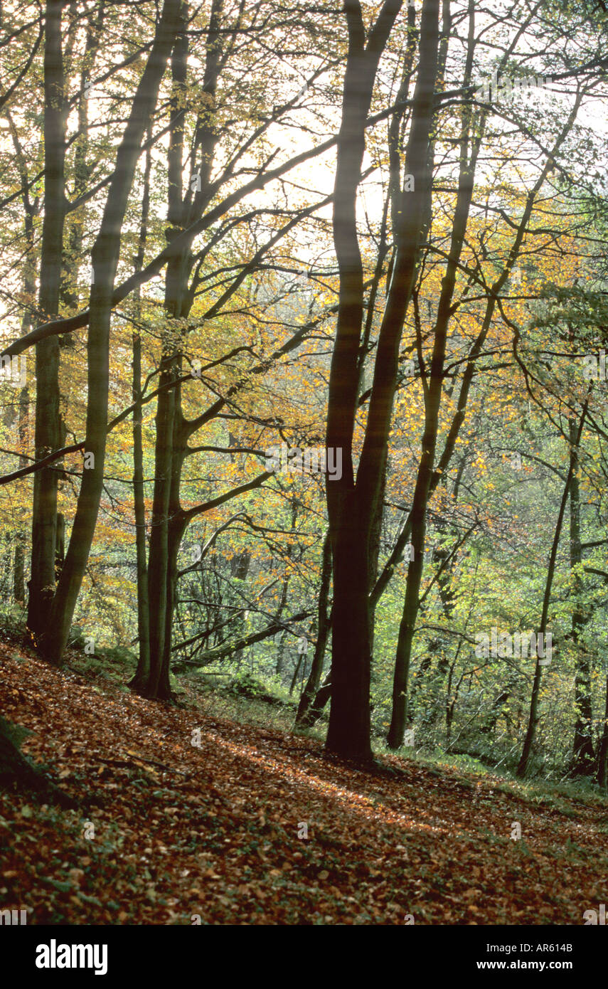 Ribble valley autumn hi-res stock photography and images - Alamy