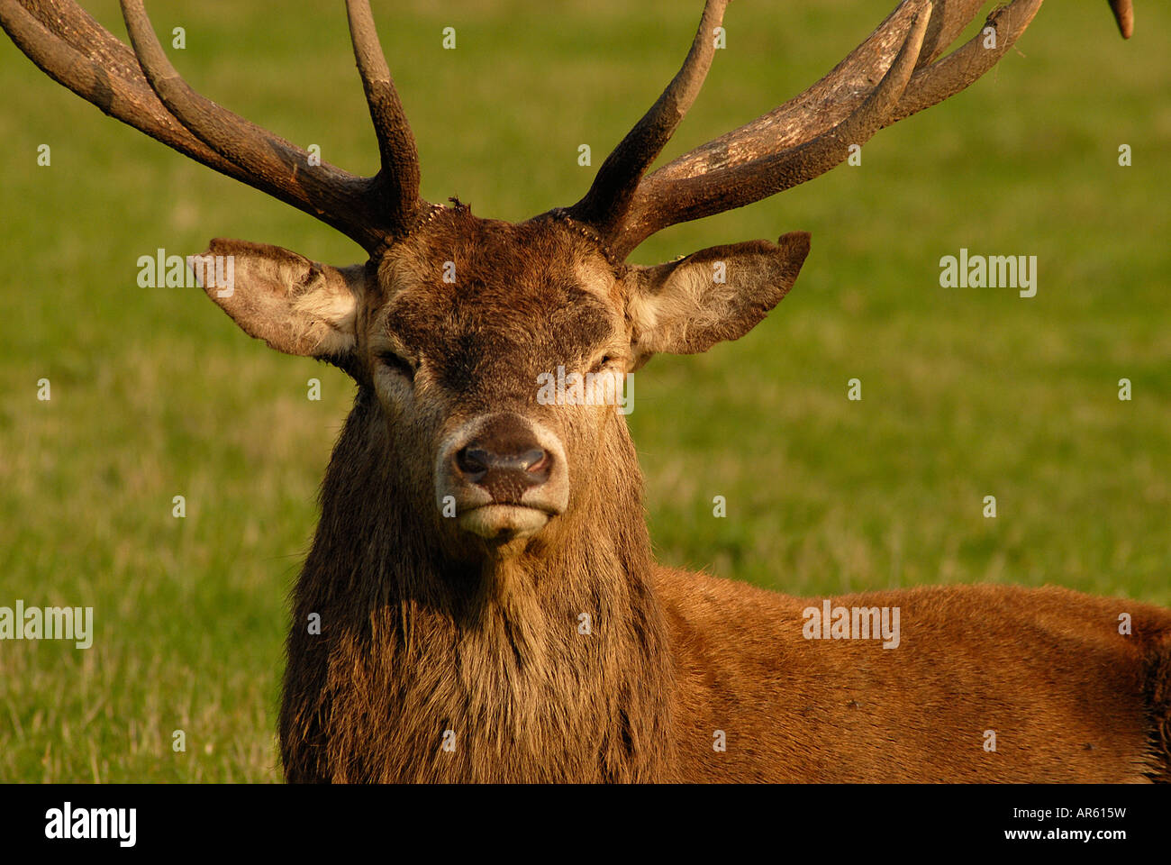 A red deer during the rutting season in Richmond Park, London, England ...