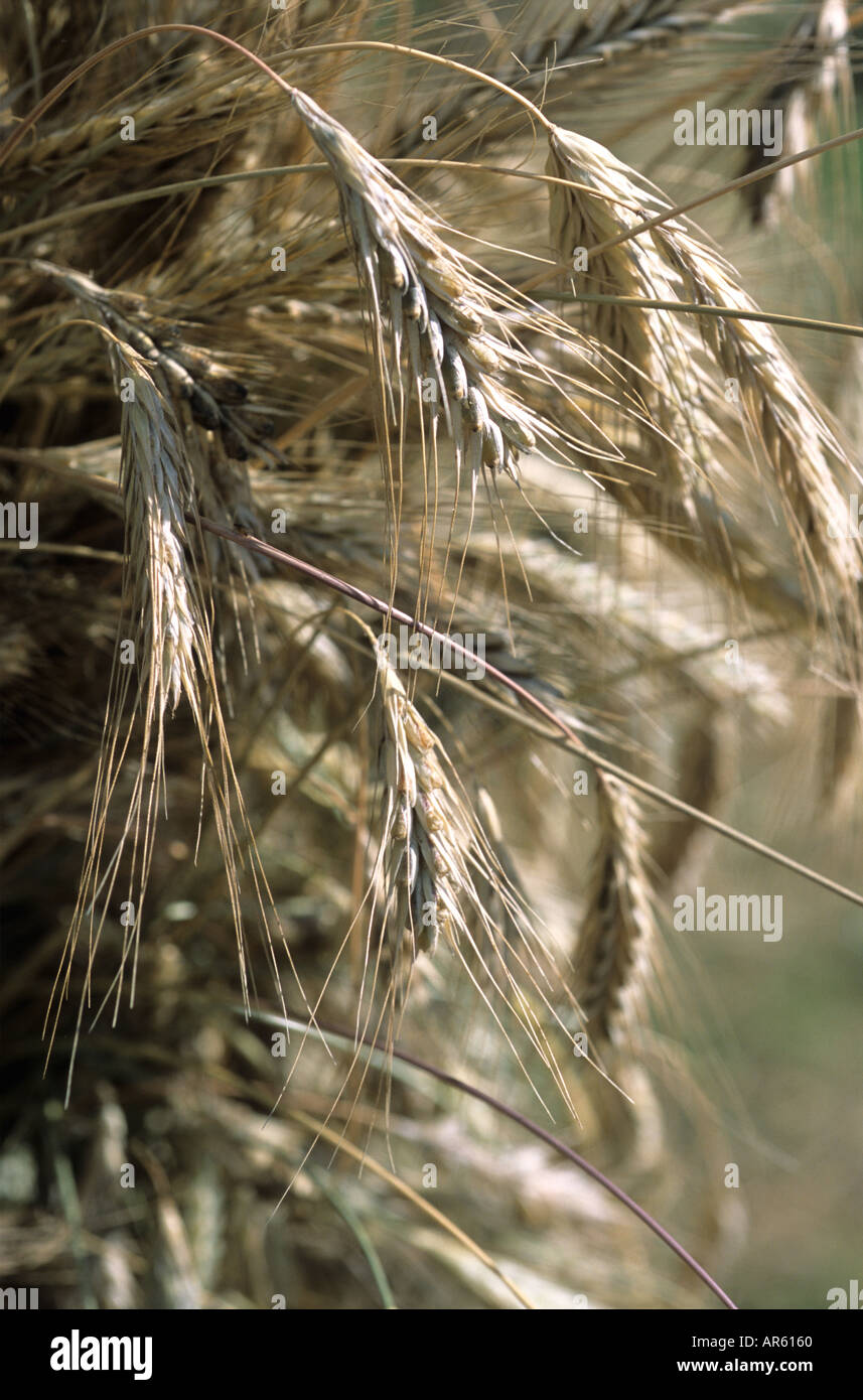 Ears of Barley Stock Photo - Alamy