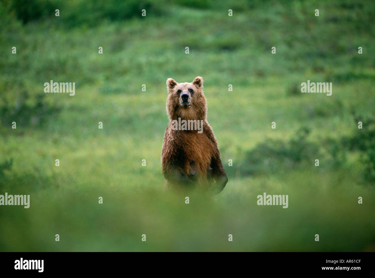 Russian bear russia hi-res stock photography and images - Alamy
