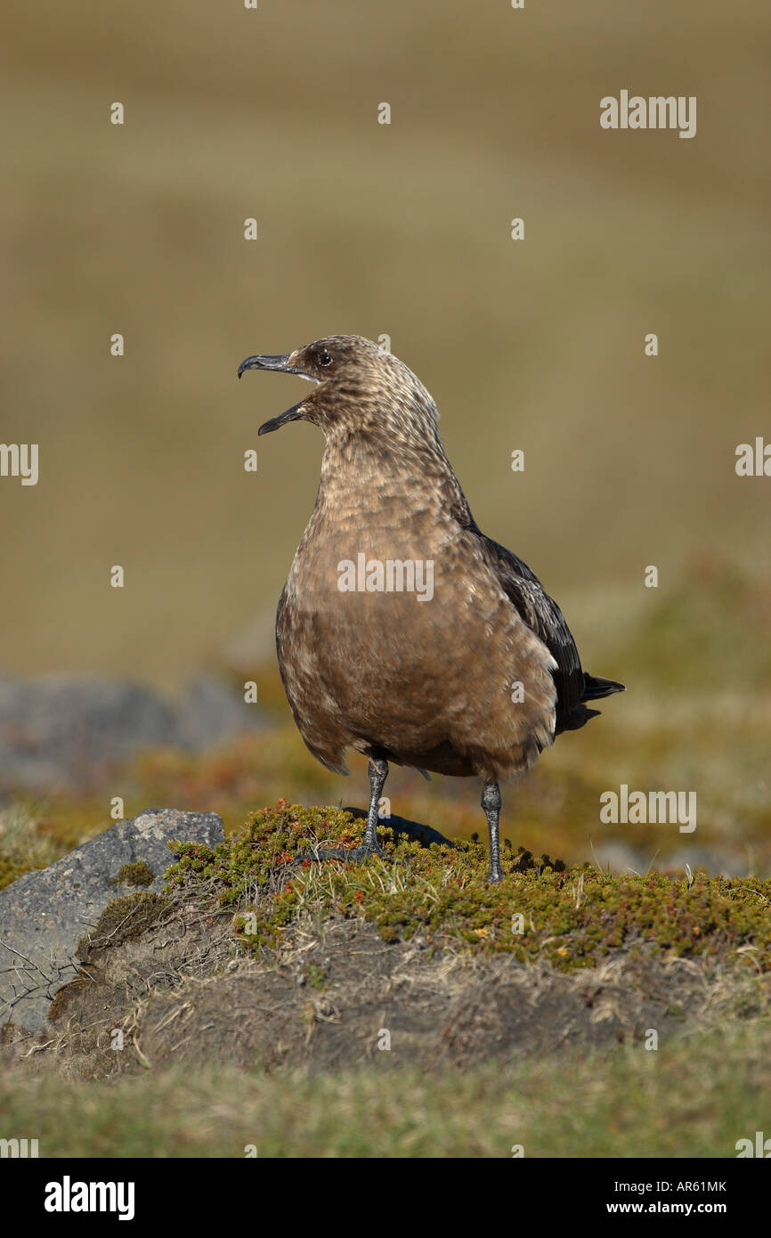 Turned beak hi-res stock photography and images - Alamy