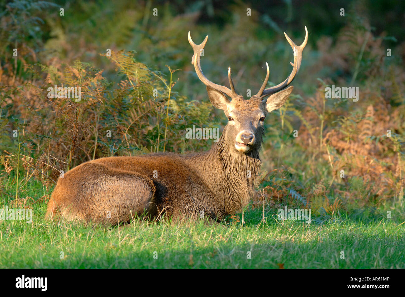 A red deer during the rutting season in Richmond Park, London, England ...