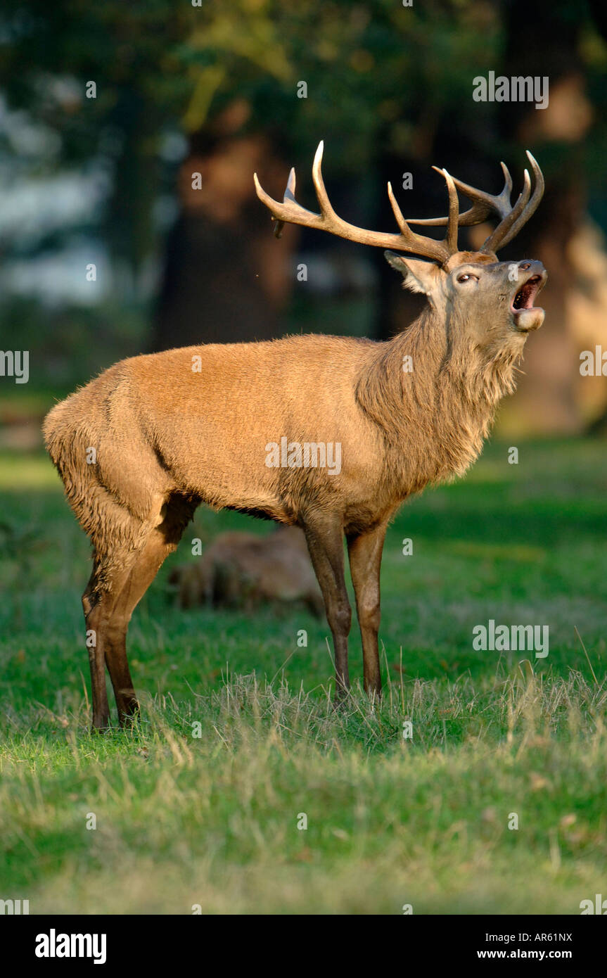 A red deer during the rutting season in Richmond Park, London, England ...