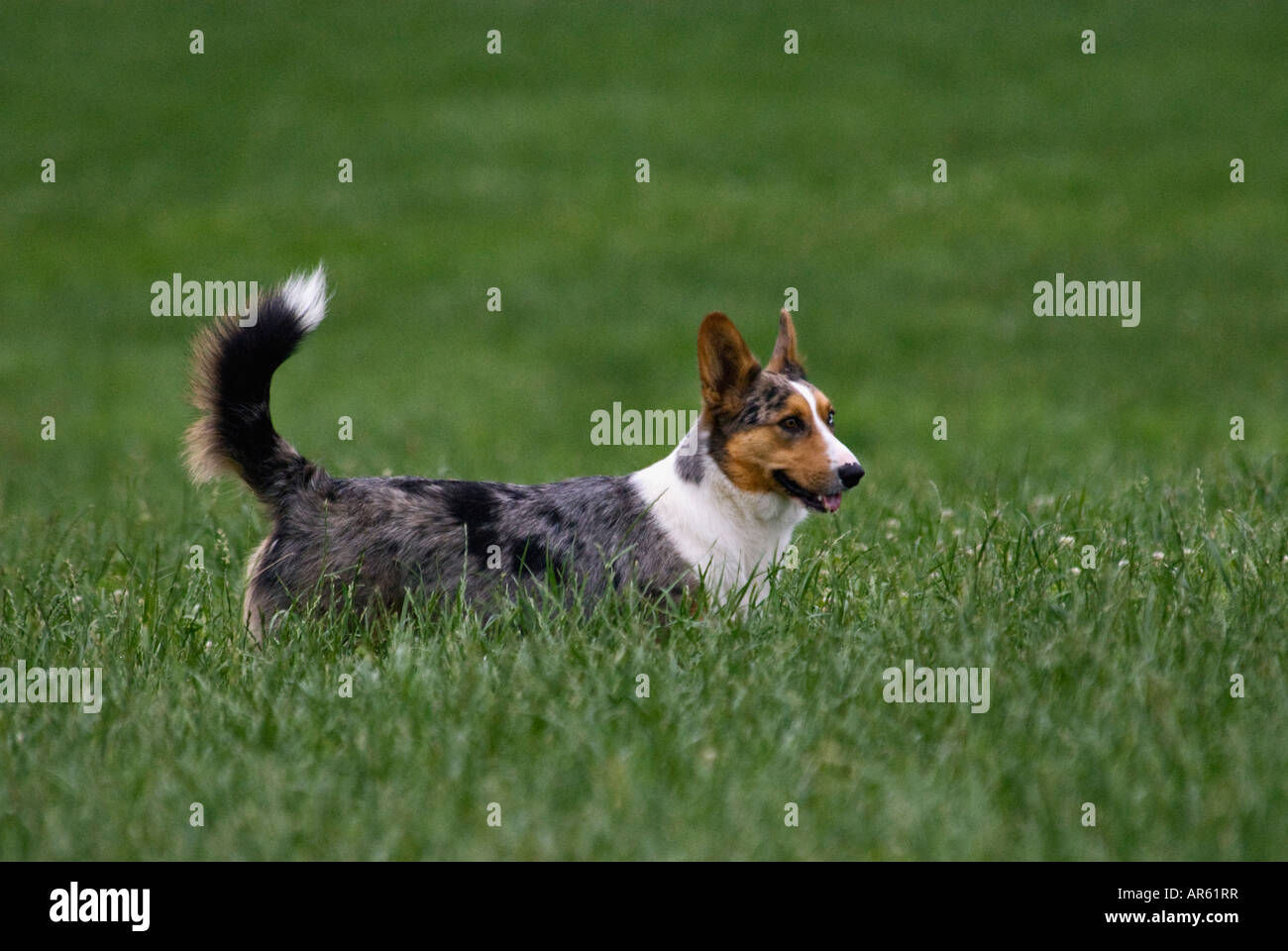 Stand corgi hi-res stock photography and images - Alamy