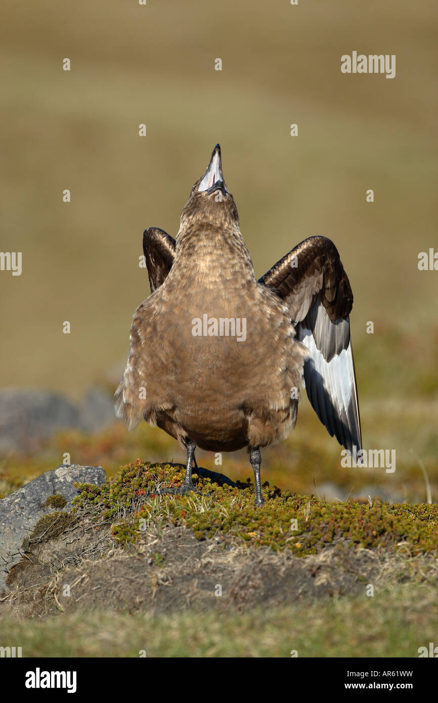 Great skua Stercorarius skua standing on ground front view with head ...