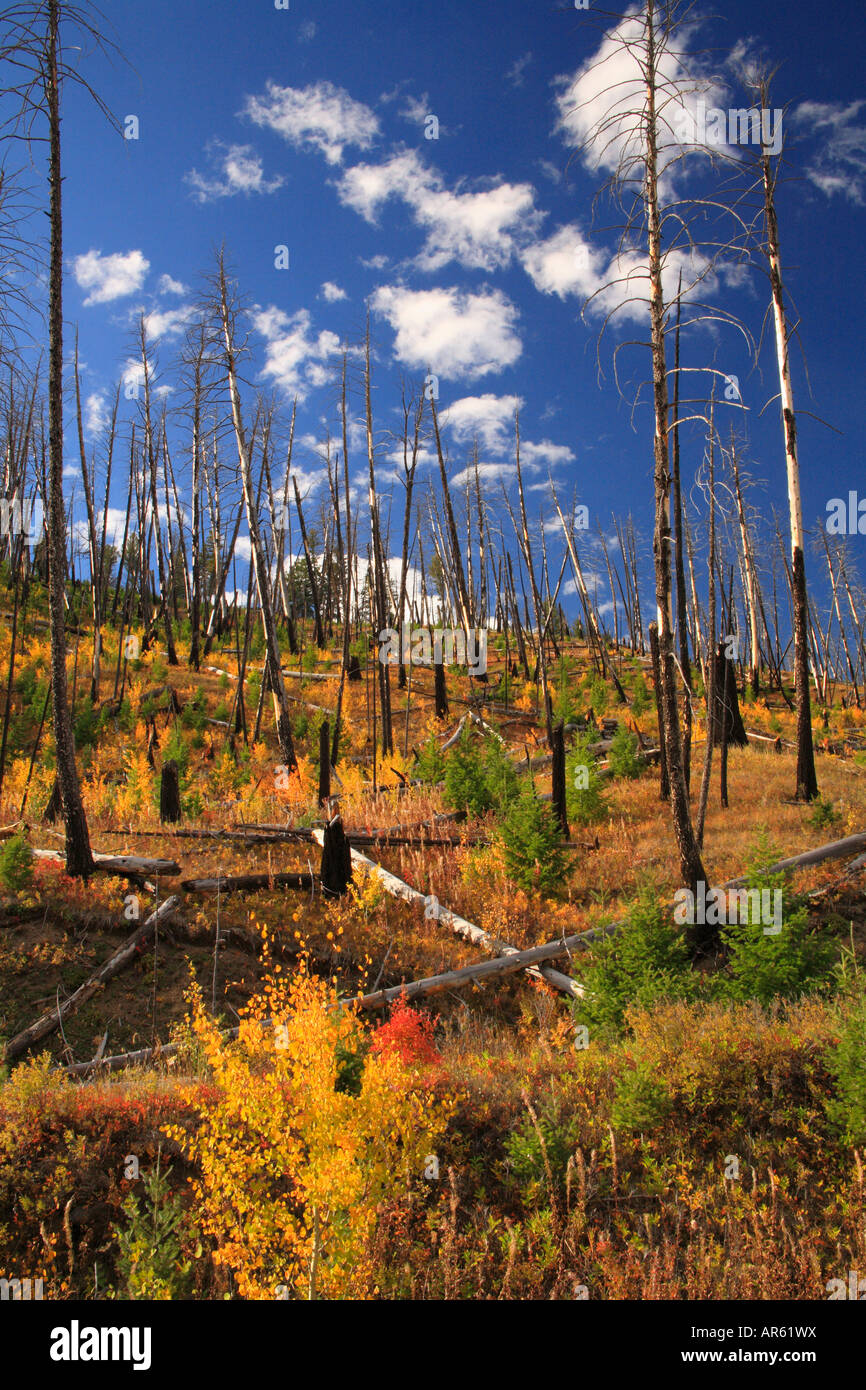 Yellowstone fire regrowth hi-res stock photography and images - Alamy