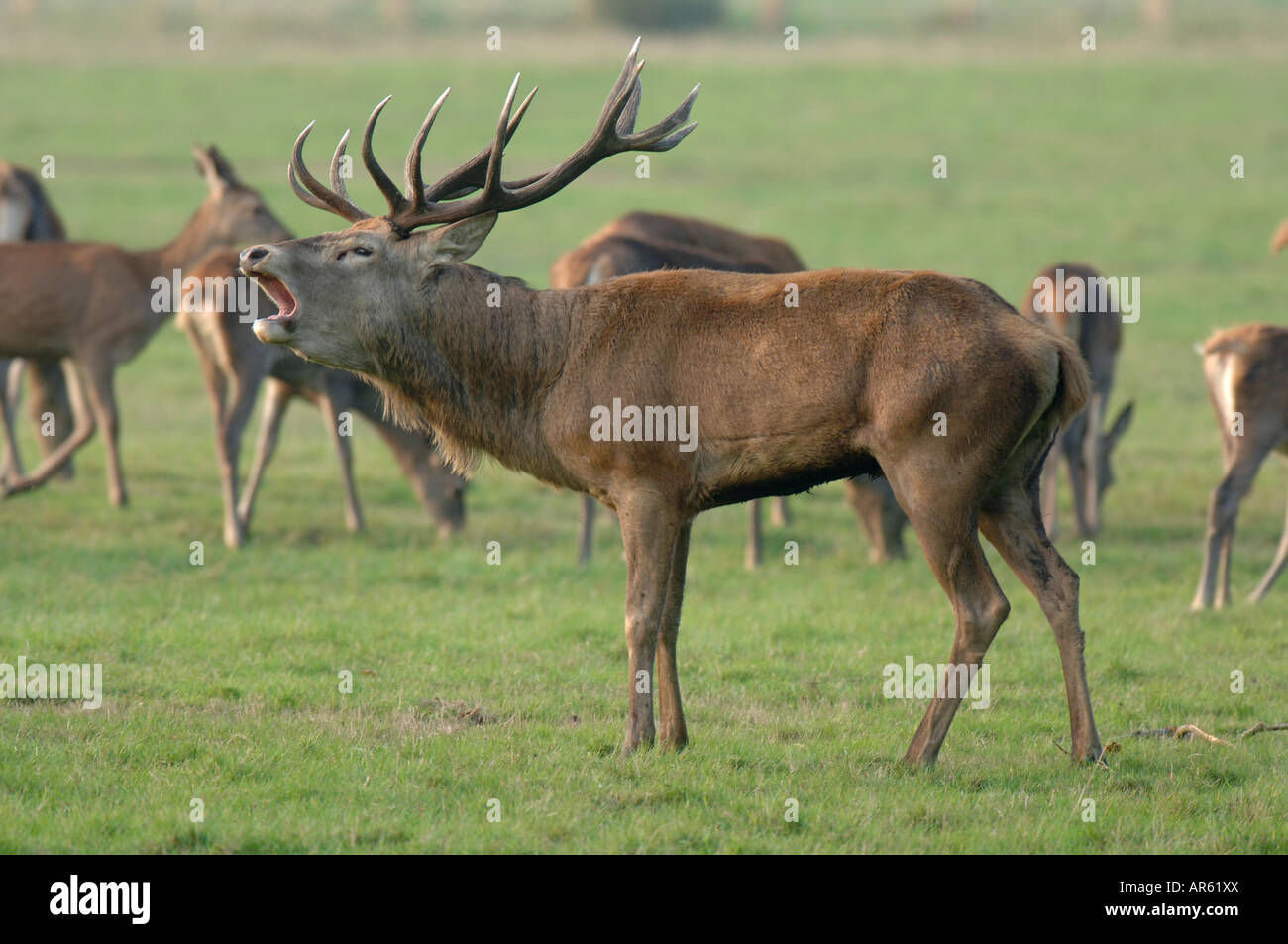 A red deer during the rutting season in Richmond Park, London, England ...