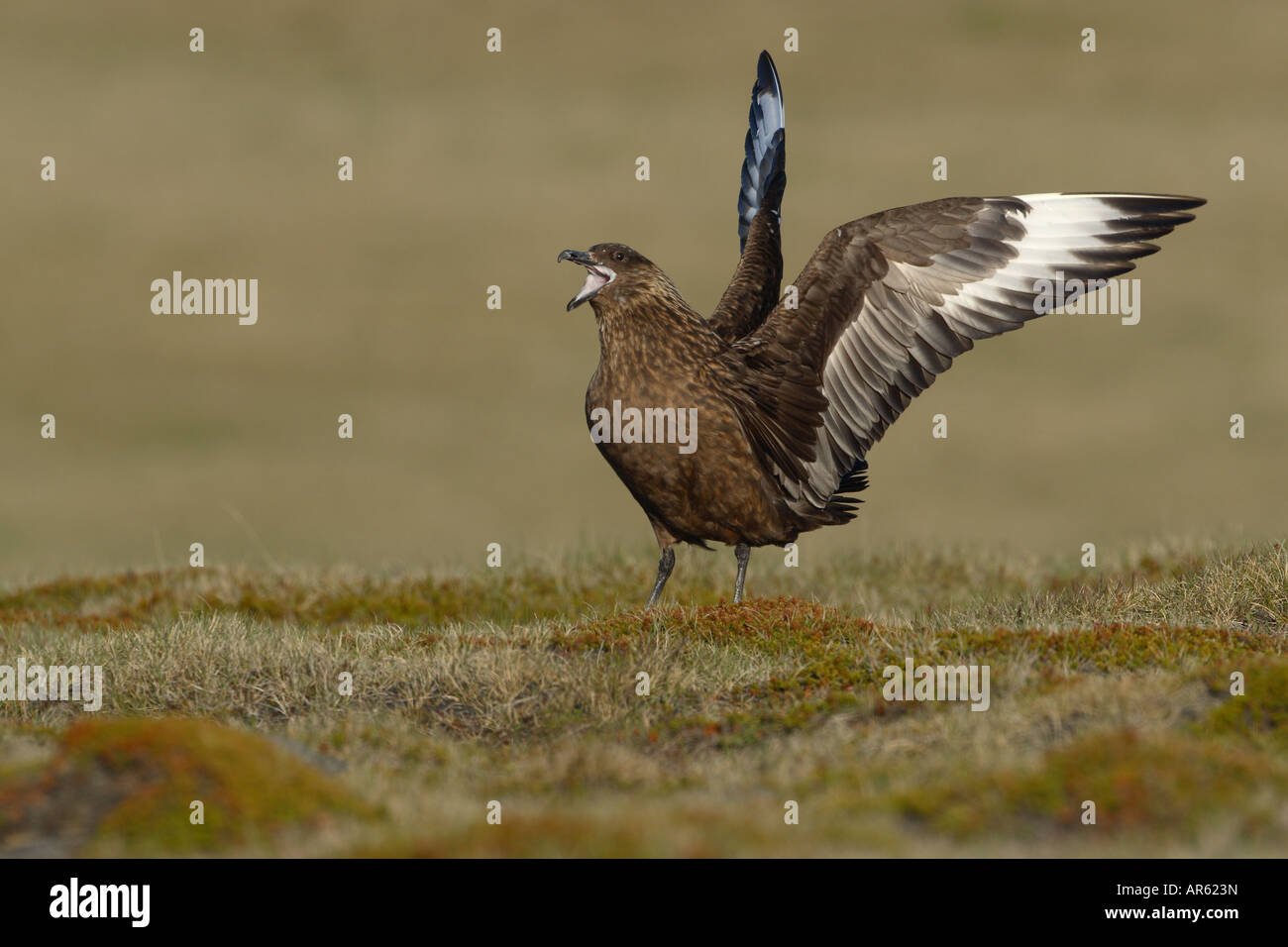 Wings outstreched hi-res stock photography and images - Alamy