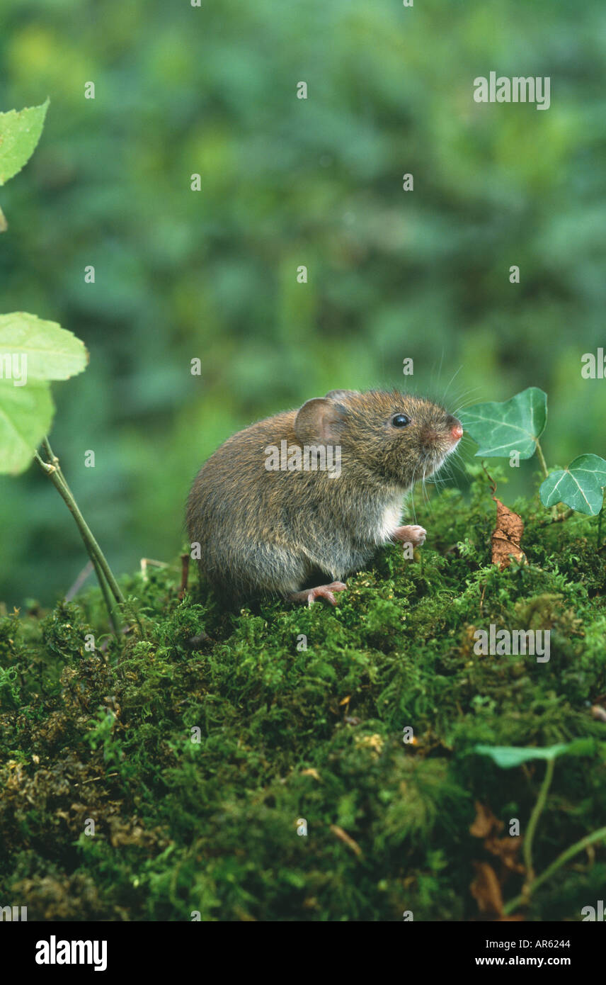 Field Vole Microtus arvalis UK autumn Stock Photo - Alamy