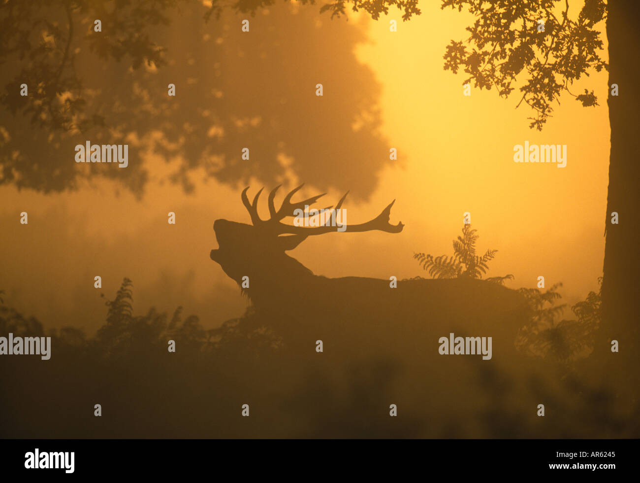 Red Deer Highlands Roar Stag Rut High Resolution Stock Photography and ...