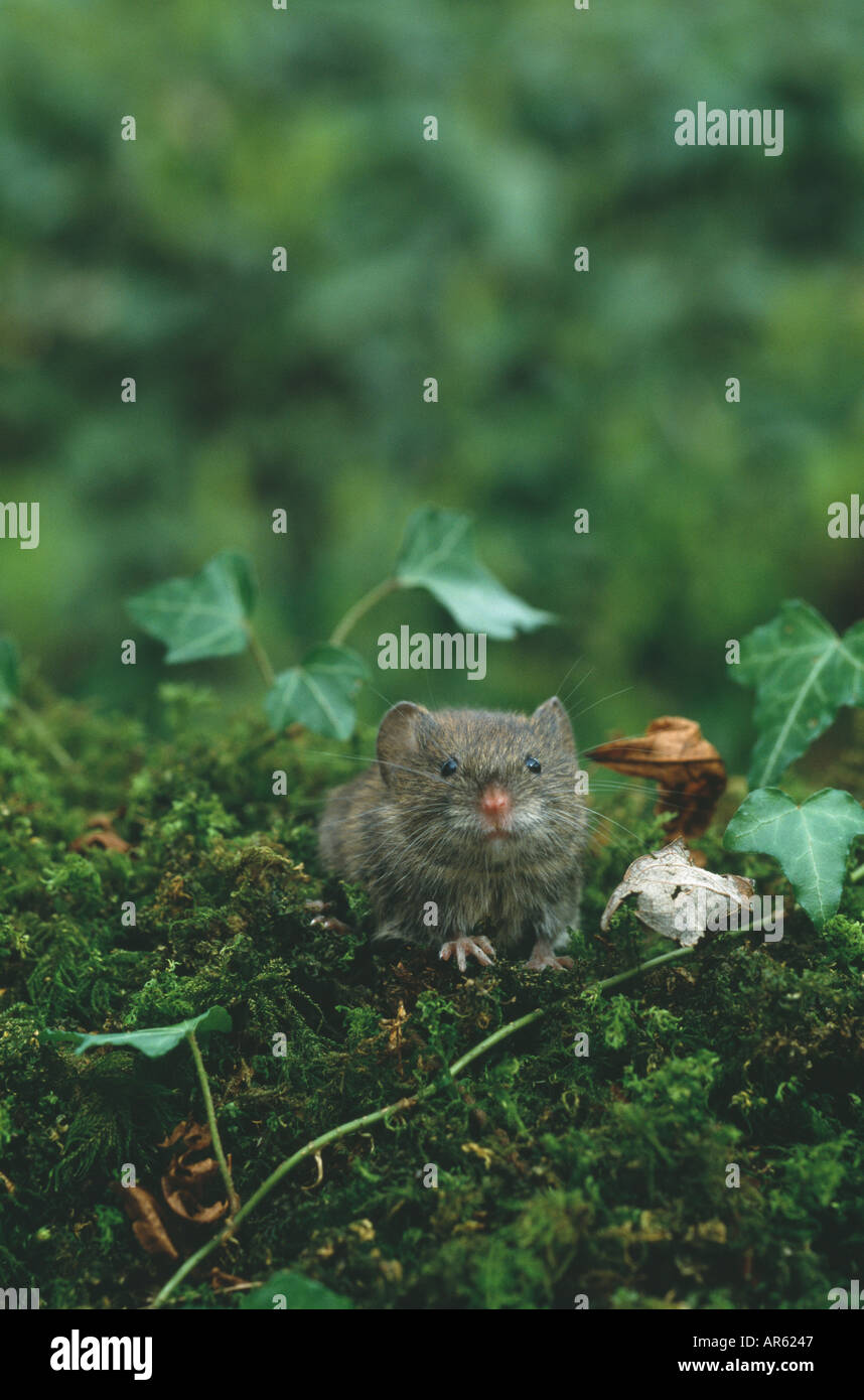 Field Vole Microtus arvalis UK autumn Stock Photo - Alamy
