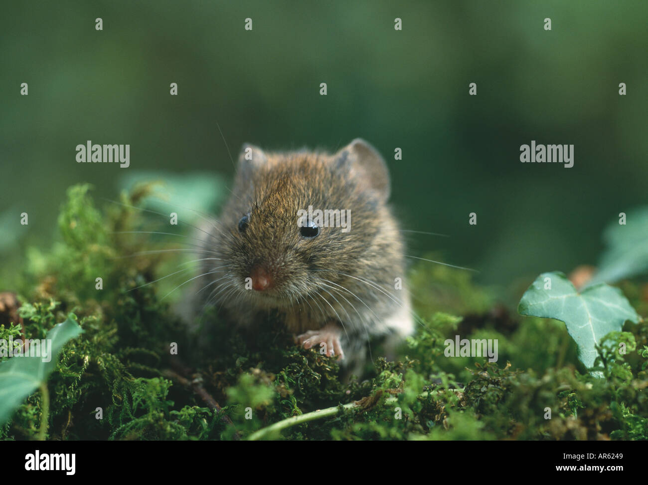 Field Vole Microtus arvalis UK autumn Stock Photo - Alamy