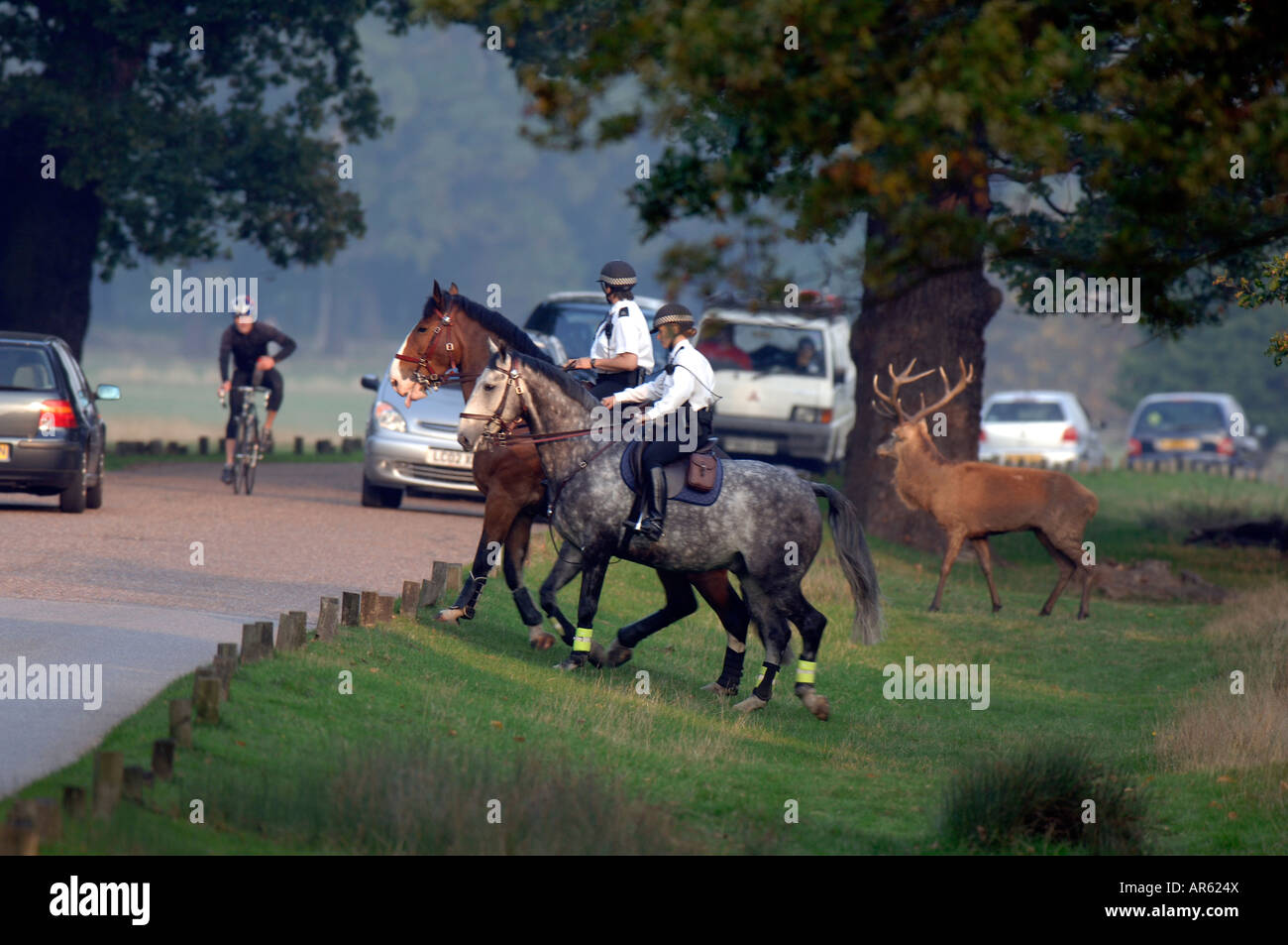 Mounted police with deer and traffic in Richmond Park near London ...