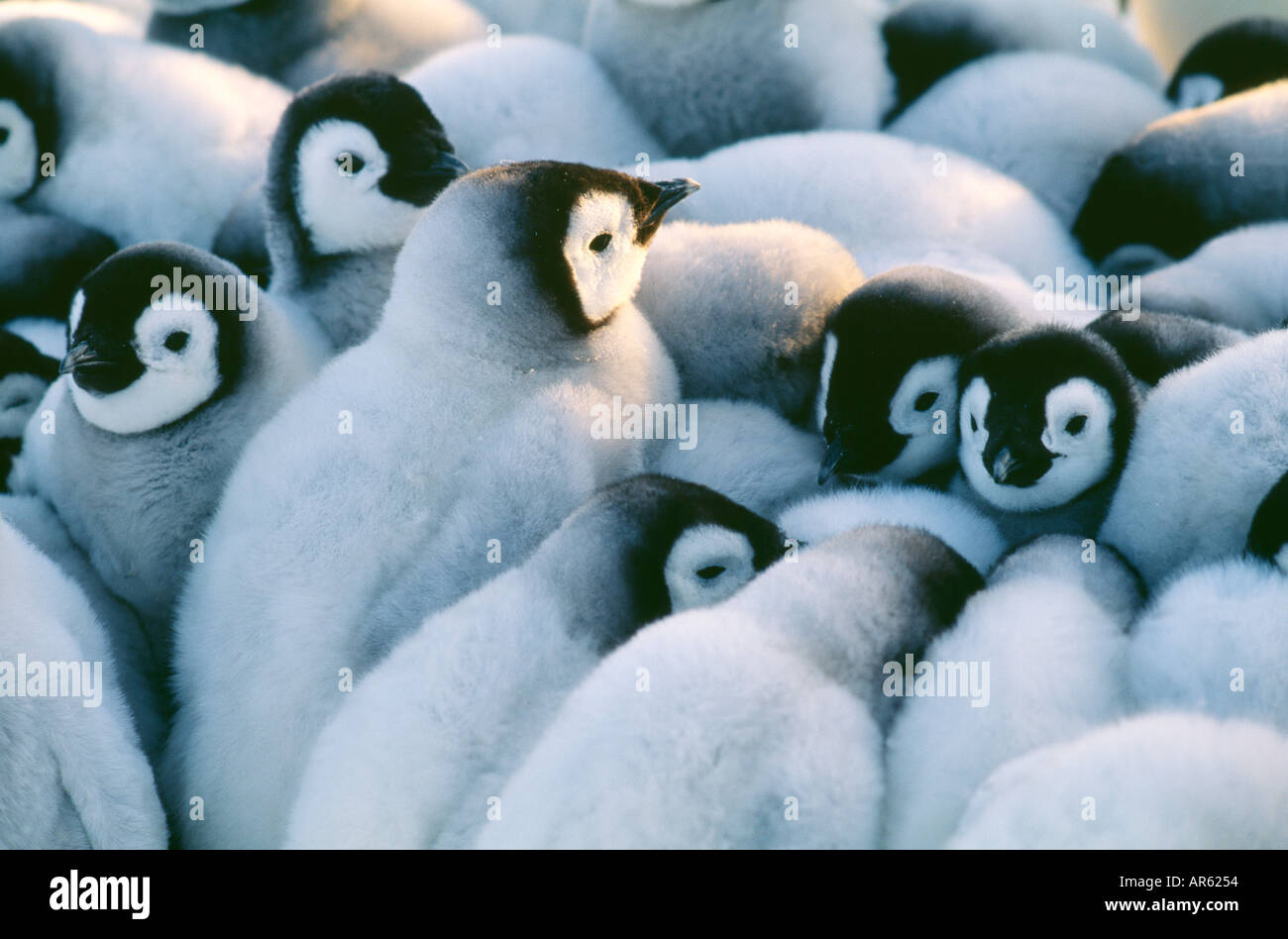 Emperor penguin creche huddle hi-res stock photography and images - Alamy