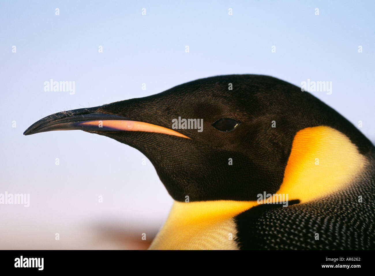 Emperor Penguin Aptenodytes forsteri close up profile of head Dawson ...