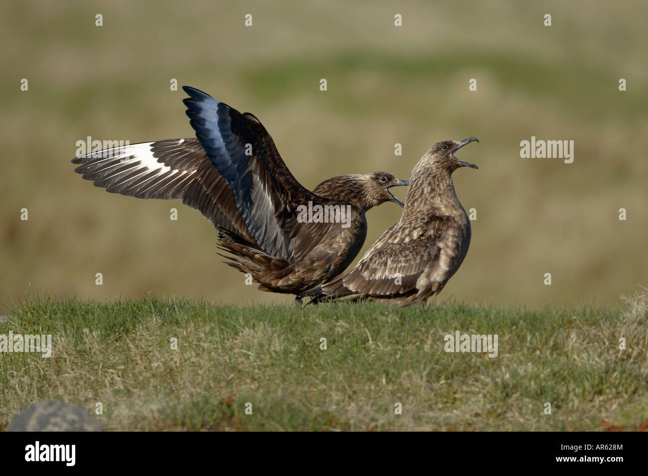 Two great skua Stercorarius skua standing on ground side view beak open ...