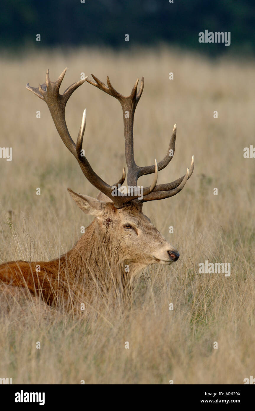 A red deer during the rutting season in Richmond Park, London, England ...
