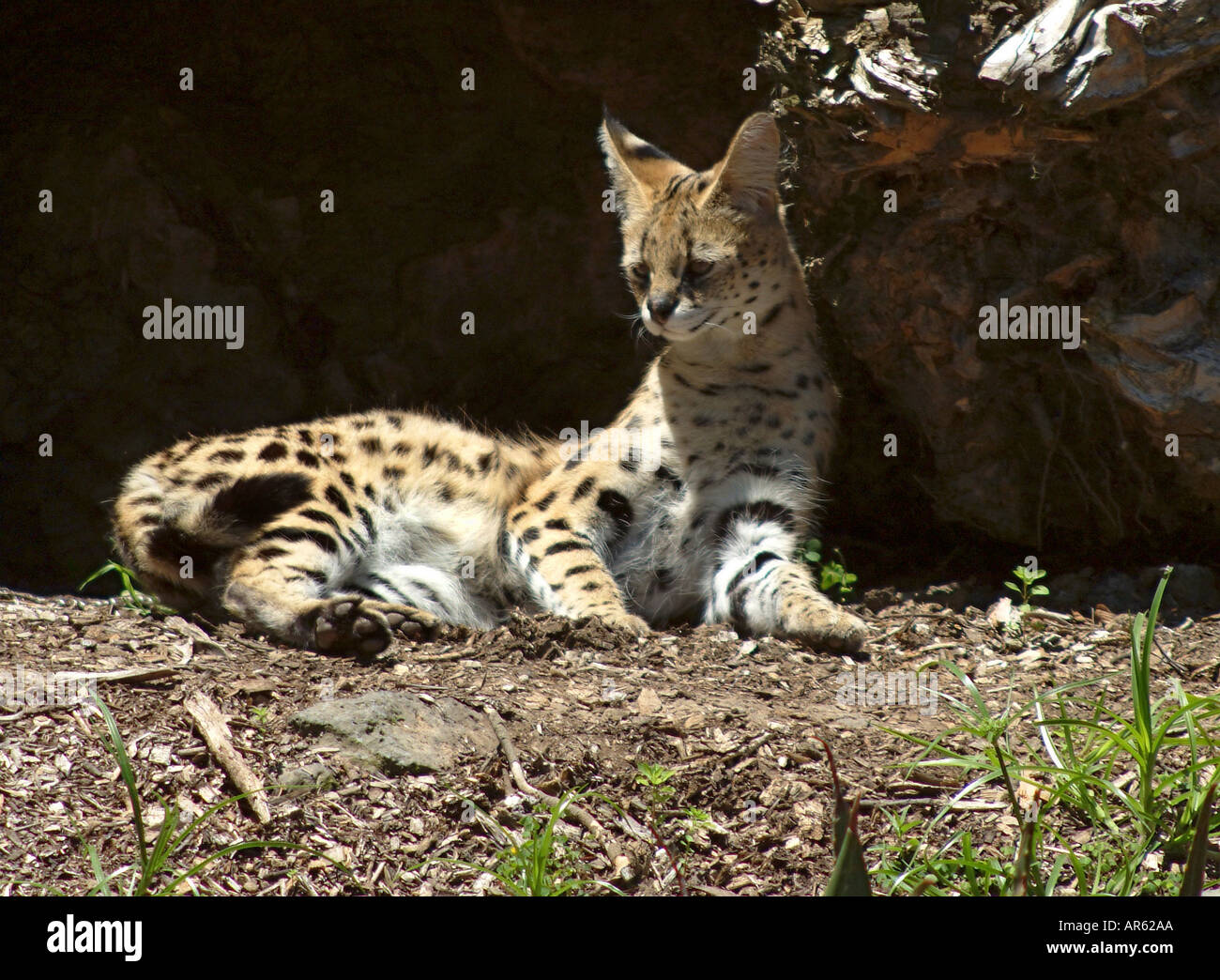 Young tiger Auckland Zoo New Zealand Stock Photo - Alamy